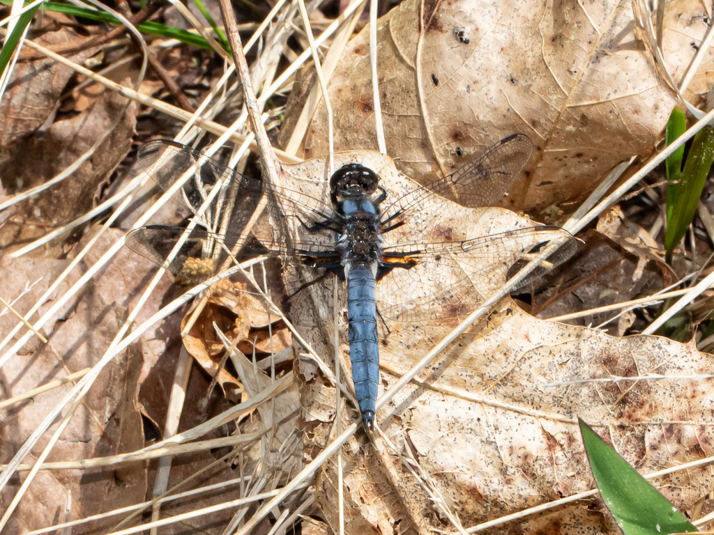 Blue Corporal from Anne Arundel, Maryland, United States on May 02 ...