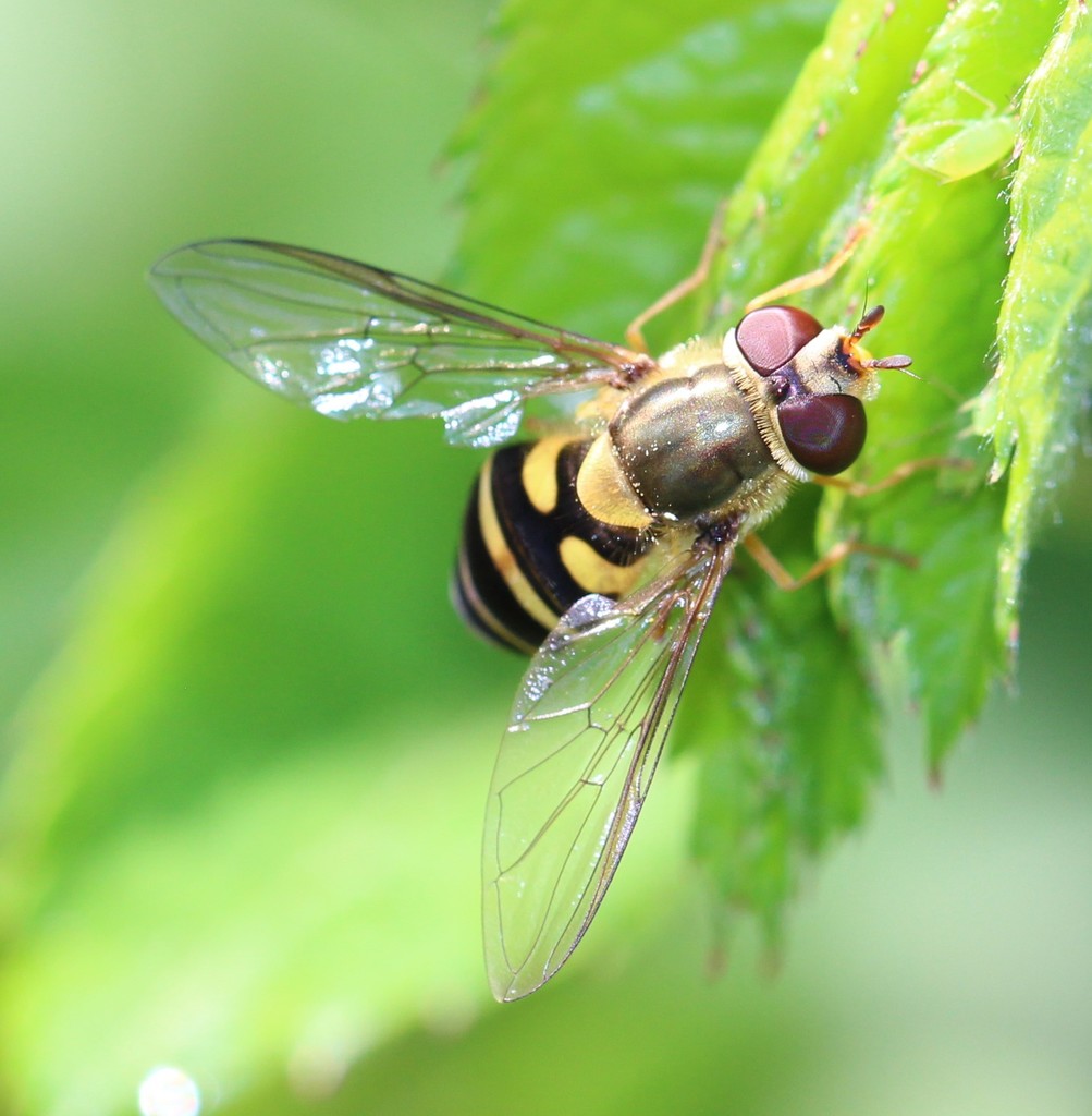 Common Flower Flies from Edgewood, MD, USA on May 2, 2021 at 10:23 AM ...