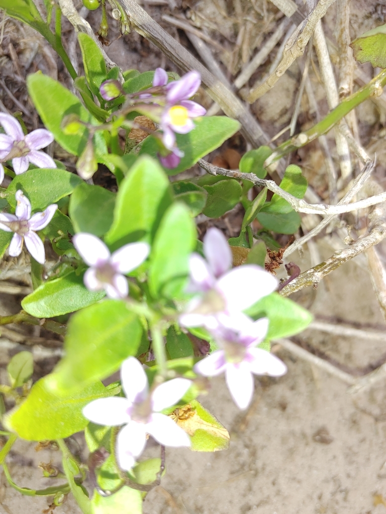 drunken berry from Fish Hoek, Cape Town, 7974, South Africa on May 3 ...
