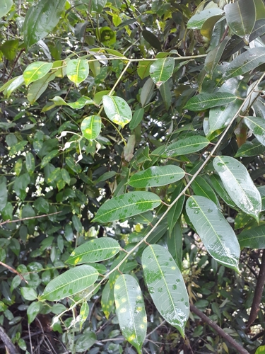 Mabea montana · iNaturalist