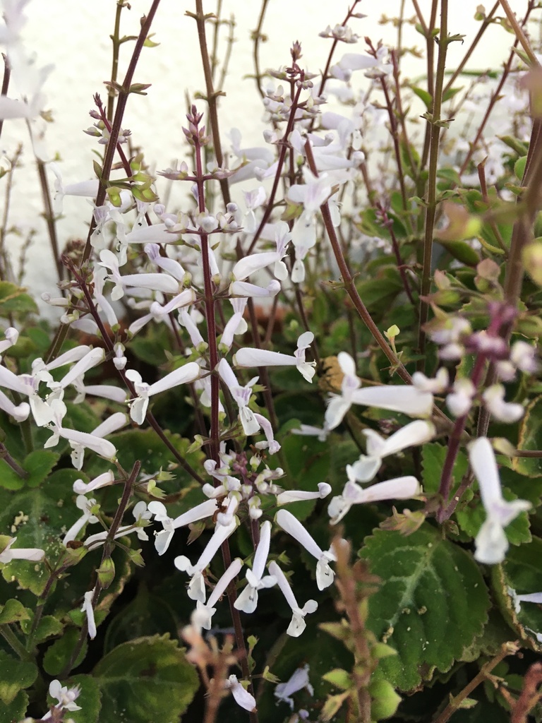Silvervein Spurflower from Hendon Road, Southern Suburbs, WC, ZA on May ...