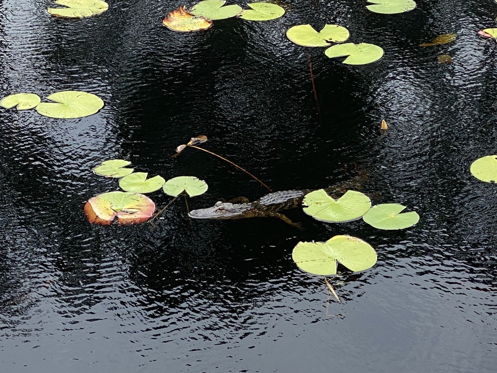 American Alligator from Indian Lake, Daytona Beach, FL, US on May 2 ...