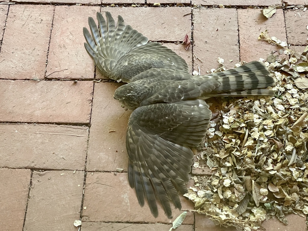 Sharp-shinned Hawk in May 2021 by sinnarko. poor thing hit the window ...