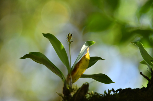 Cryptochilus luteus · iNaturalist