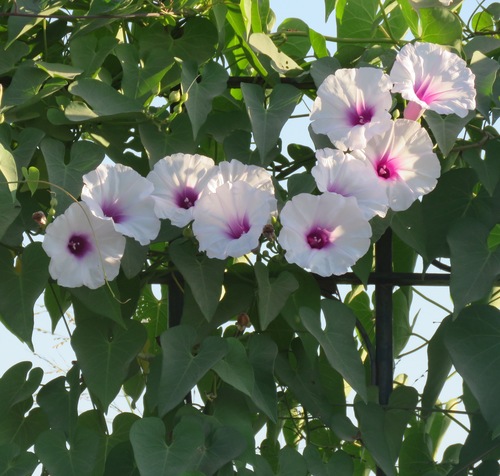 Subspecies Ipomoea amnicola chiliantha · iNaturalist