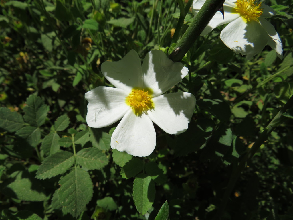 Sage-leaved Rock-rose in May 2021 by Maryam Sedaghatpour · iNaturalist