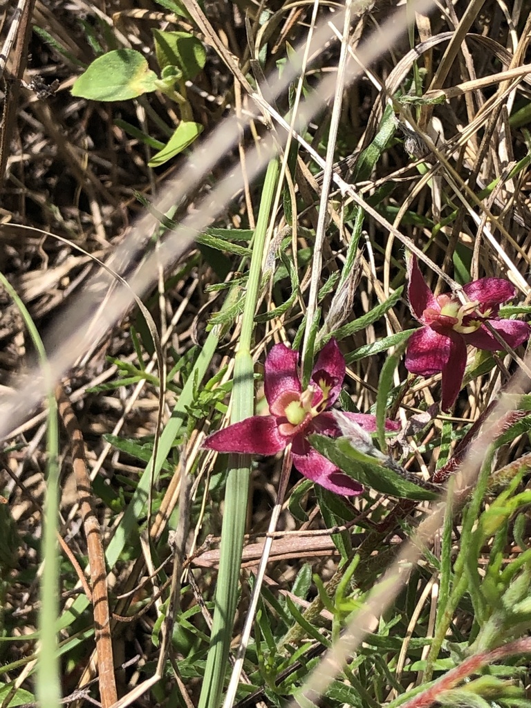 Trailing Rhatany from Lake Country, Fort Worth, TX, US on May 03, 2021 ...