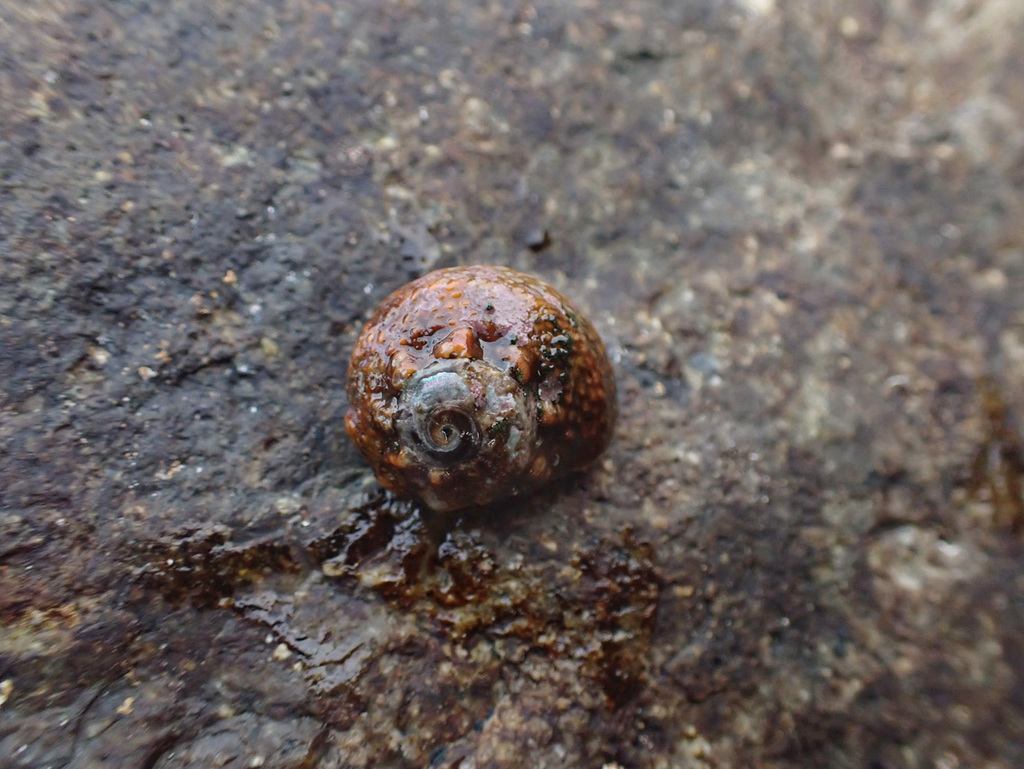 Crowned Turban Shell from Hong Kong on April 30, 2021 at 06:18 PM by ...