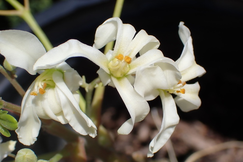 Moringa Oleifera Flower