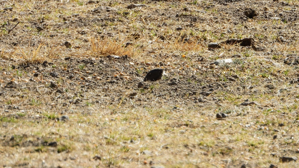 Southern Pocket Gopher in April 2021 by Jose Antonio Hernandez Prats ...