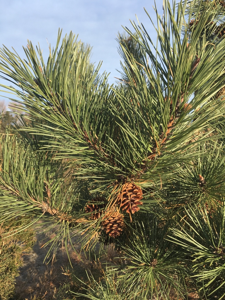 hard pines from 127 N Water St, Edgartown, MA, US on December 29, 2017 ...