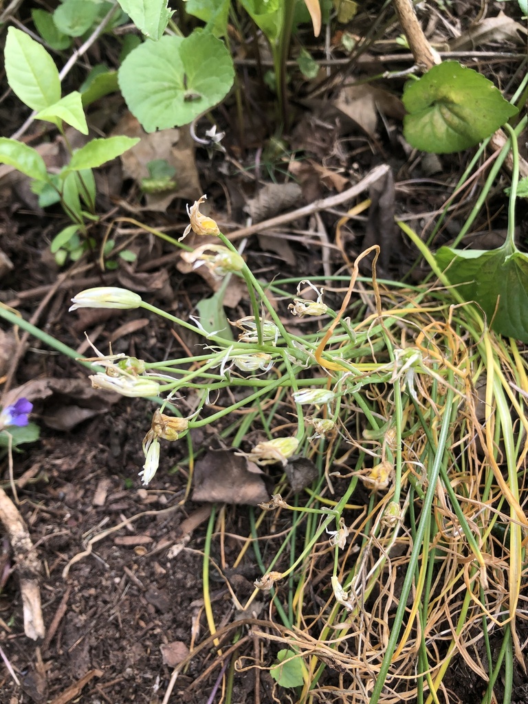 flowering plants from Southgate Rd, Knoxville, TN, US on May 02, 2021 ...