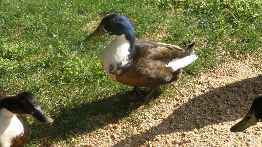 Domestic Mallard from austin, texas 78728 on June 02, 2012 by ...