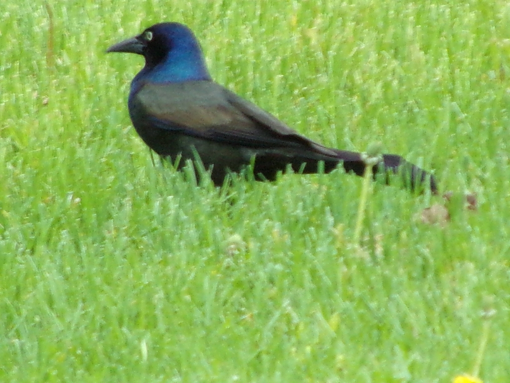 Common Grackle from Benton Harbor, MI, USA on May 3, 2021 at 06:32 PM ...