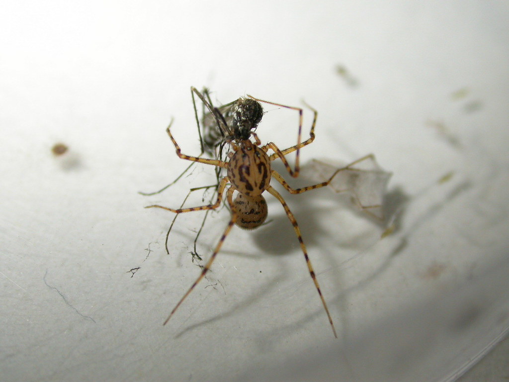 Common Spitting Spider from 대한민국 서울특별시 은평구 on July 13, 2003 at 08:49 PM ...