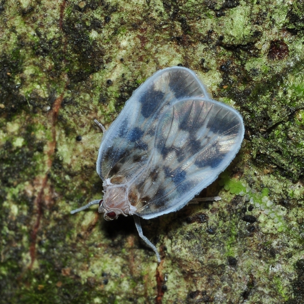 Borysthenes maculatus from 內平林山 on April 17, 2021 at 12:56 PM by 邱仲良 ...