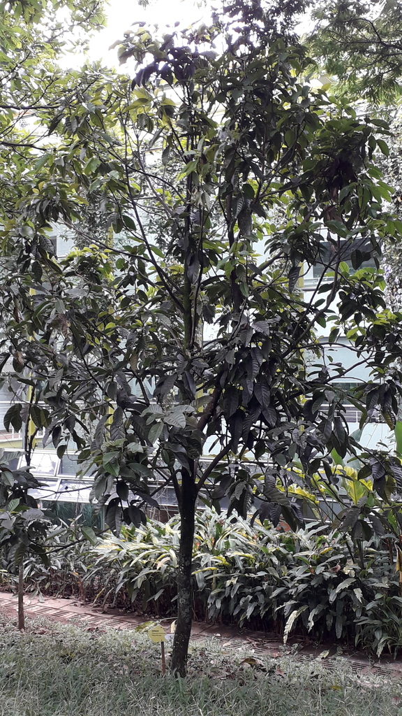 Molinillo en mayo de 2021 por Juan David Fernandez · NaturaLista Colombia