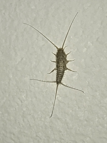 Four-lined Silverfish (Ctenolepisma lineata) · iNaturalist.org