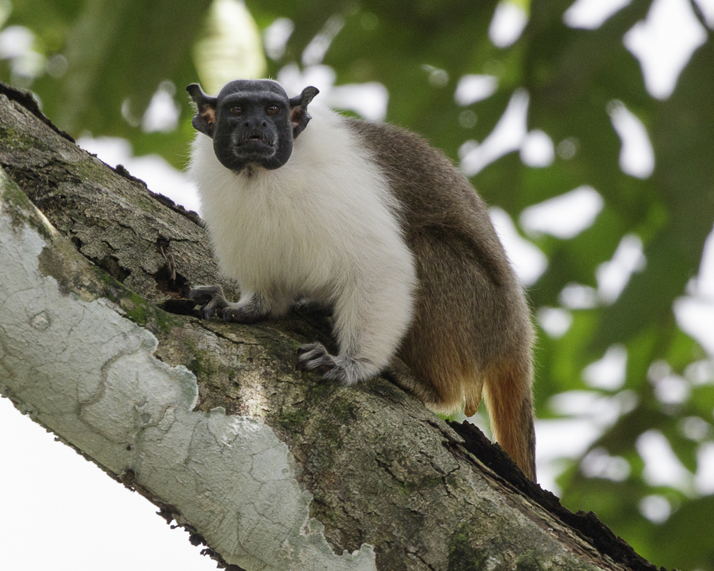 Brazilian Bare-faced Tamarin in March 2018 by Silvia Linhares. Sauim-de ...