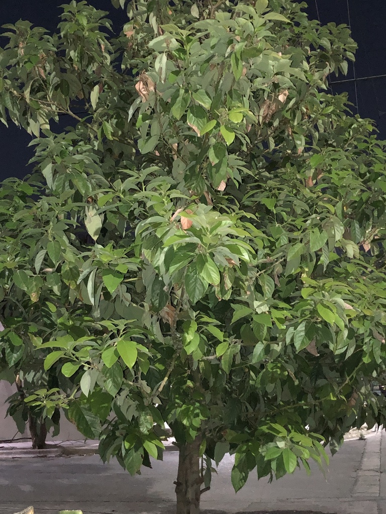 Persea in May 2021 by Jorddy Gonzalez · iNaturalist