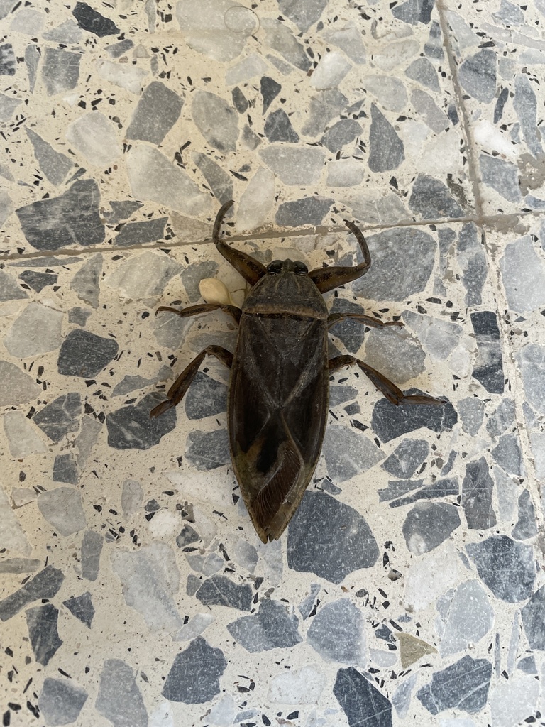 Indo-East Mediterranean Giant Water Bug from باب الخان(امام حسن ...