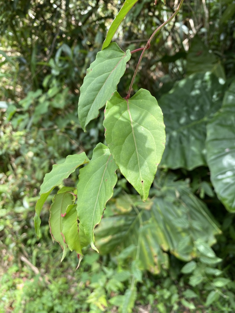 tuber fleeceflower from TW on May 01, 2021 at 10:29 AM by 陳胤全 · iNaturalist