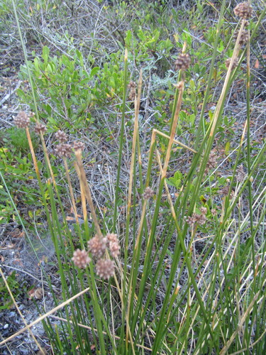 Observations by mornissel · iNaturalist