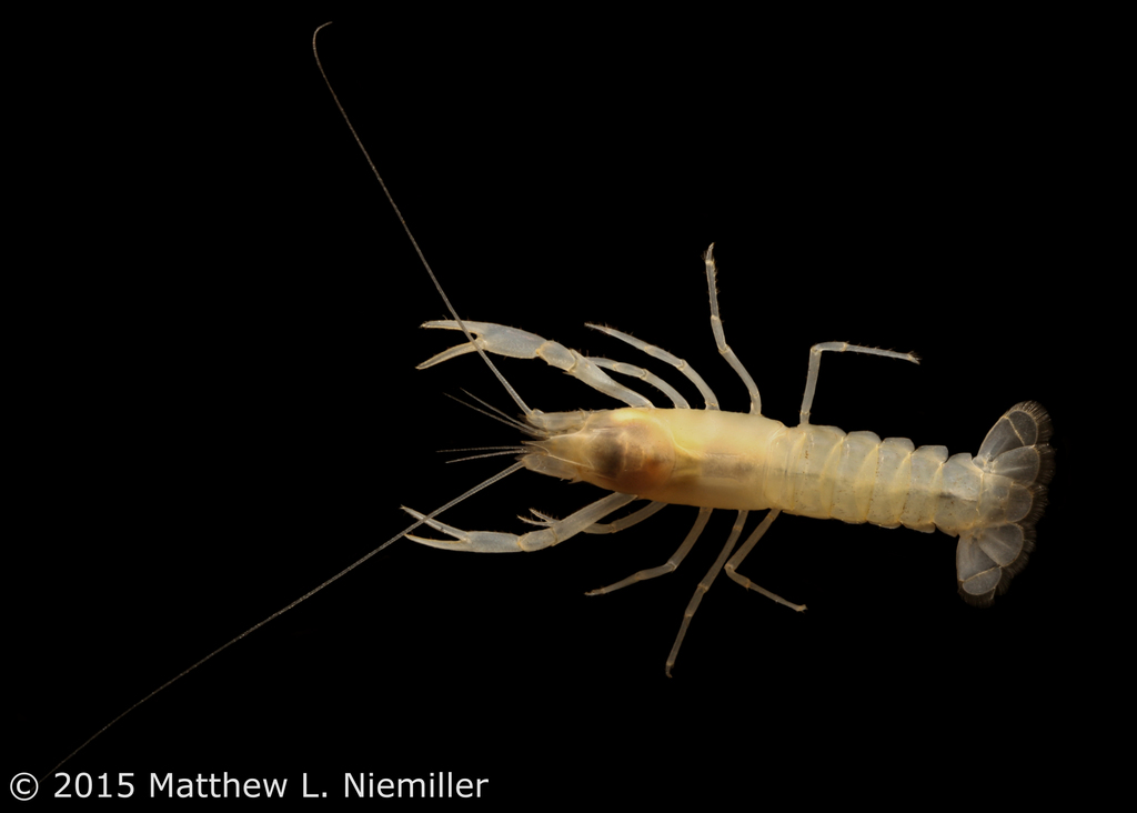 Southern Cave Crayfish in July 2015 by Matthew L. Niemiller · iNaturalist