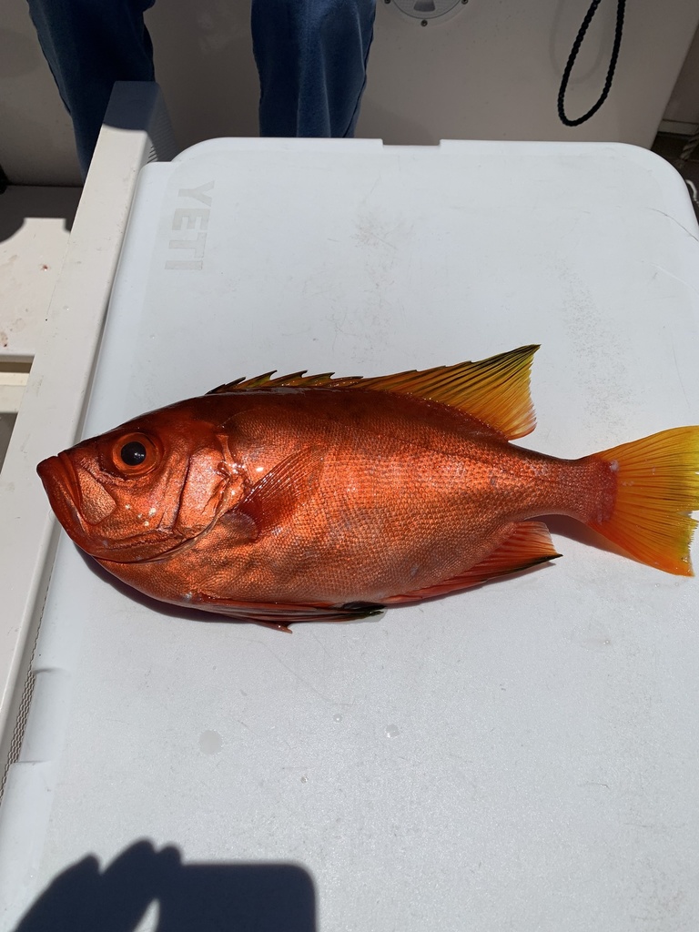Longfin Bigeye from Pacific Ocean, Cabo San Lucas, BCS, MX on May 1 ...