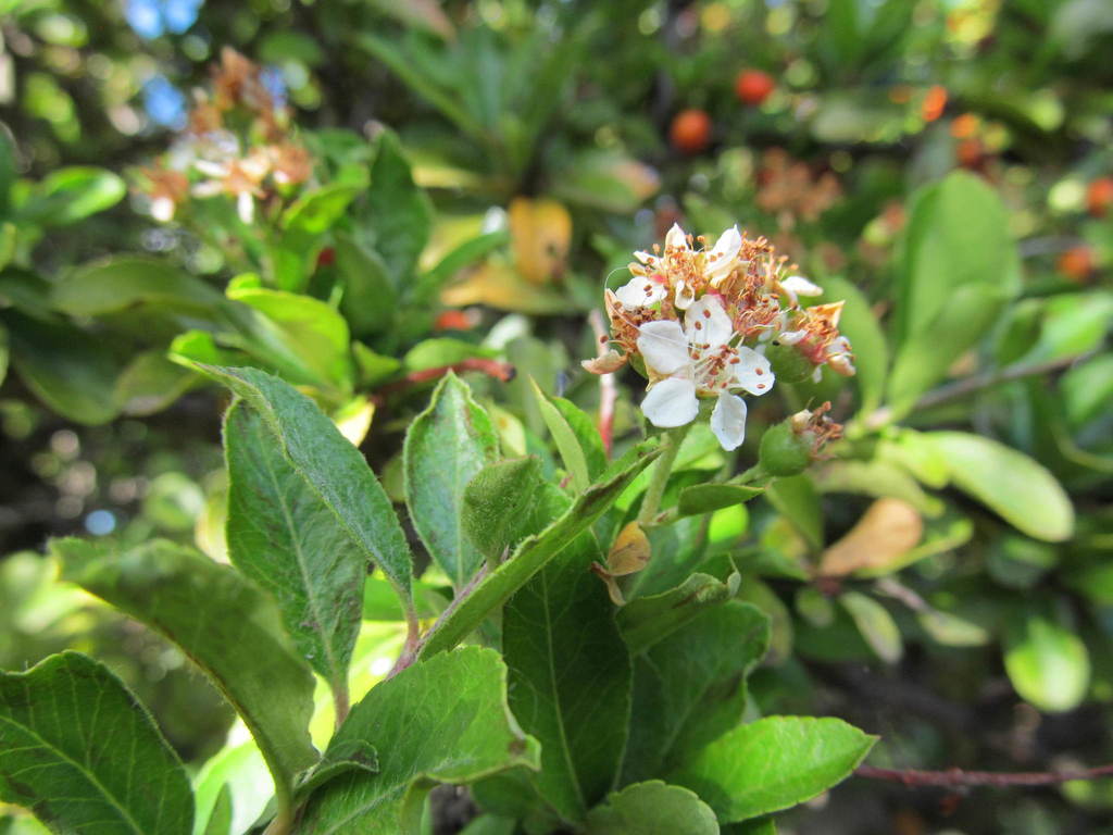 Maleae from Heldervue, Cape Town, 7130, South Africa on May 2, 2021 at ...
