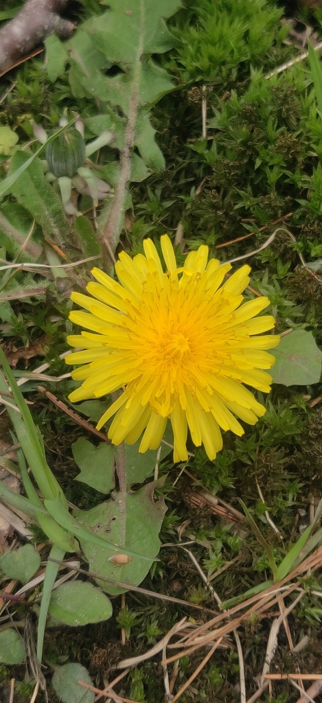 dandelions from Barre, MA, USA on May 3, 2021 at 02:23 PM by Shawn ...