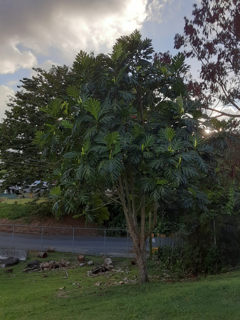 Breadfruit in March 2021 by MARIA D OROZCO-JUARBE · iNaturalist