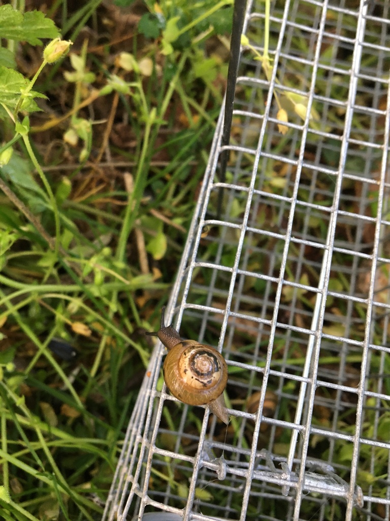 Brown-lipped Snail from Fairlawn, VA, US on May 04, 2021 at 07:17 AM by ...