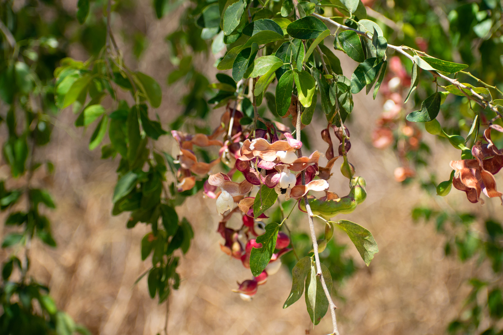 Guamúchil from Cruz de Huanacaxtle, Nay., México on May 3, 2021 at 02: ...