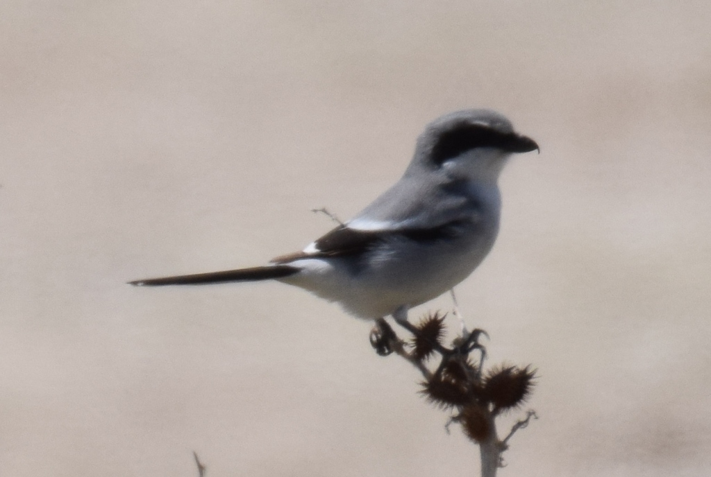 Loggerhead Shrike from Lubbock, TX, USA on May 03, 2021 at 03:26 PM by ...