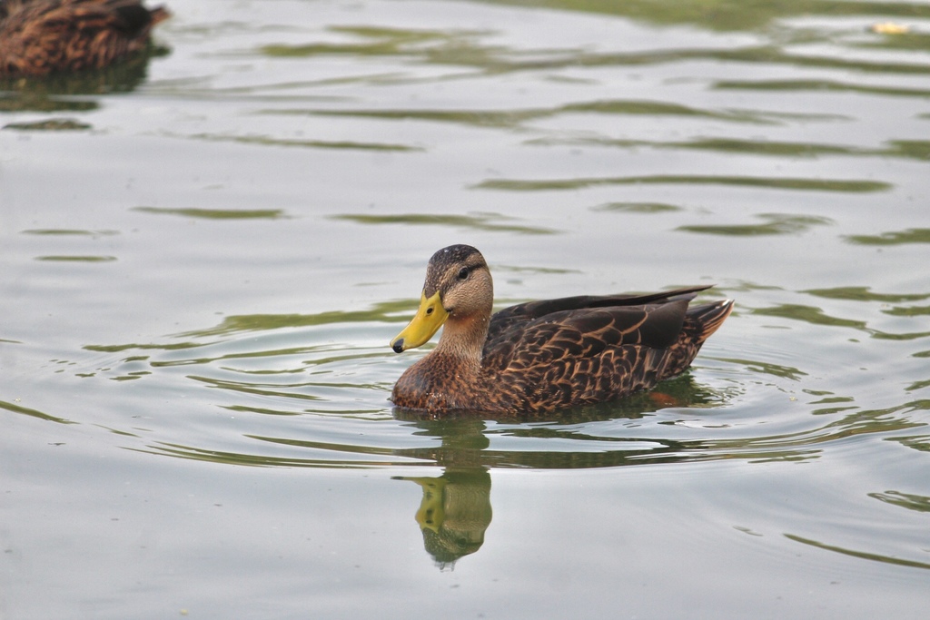 Mexican Duck from Parque Tezozomoc on April 25, 2021 by Aranza ...