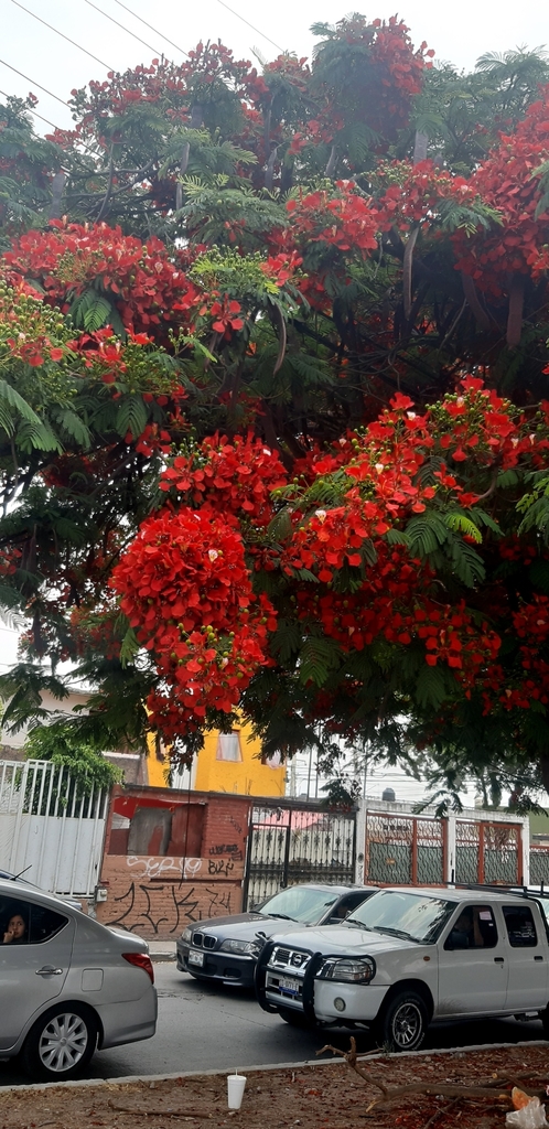 Flamboyant from Revolucion, Santiago de Querétaro, Qro., México on May ...
