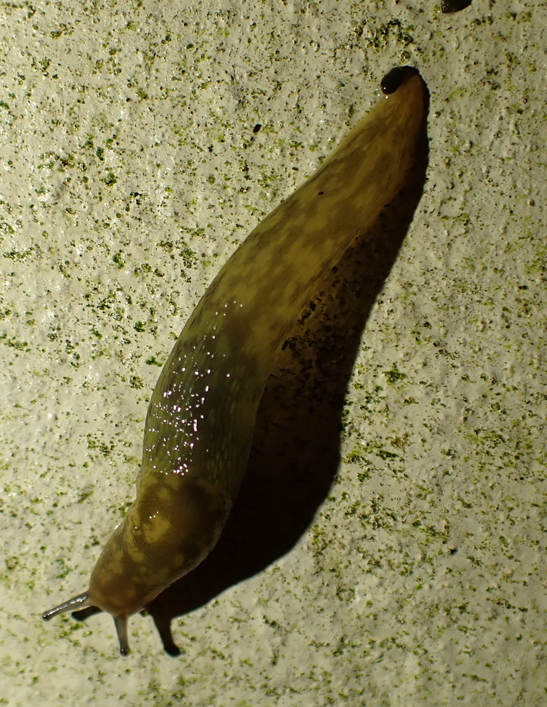 Green Cellar Slug from Bristol, UK on April 30, 2021 at 09:29 PM by ...