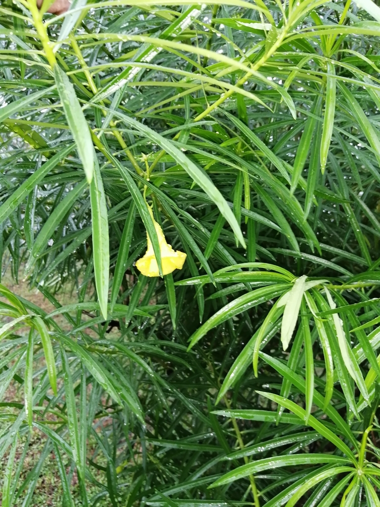 Be-still tree from Ocú, Panamá on May 3, 2021 at 10:57 PM by Martín ...