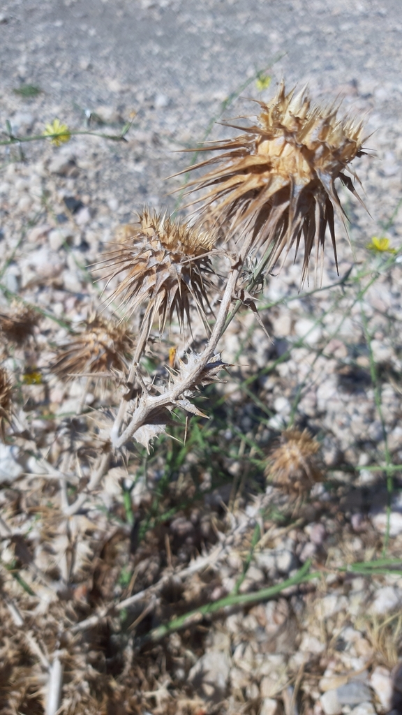 Cardueae from Golan, IL on September 2, 2020 at 09:45 AM by הילה לוטן ...