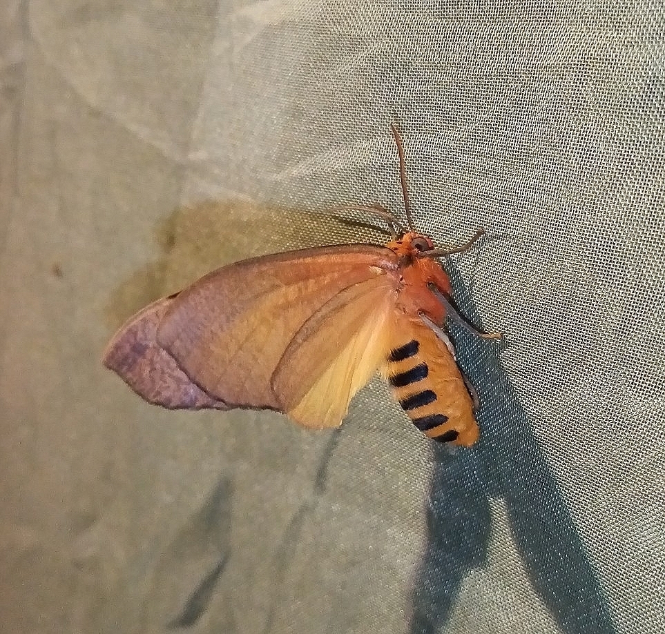 Ammalo helops from San Fransisco, Panamá on May 01, 2021 at 09:56 PM by ...