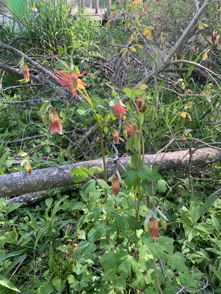 red columbine from Purdue Horticulture Park, West Lafayette, IN, US on ...
