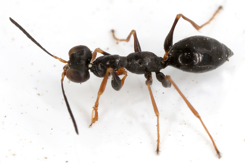 Gonatopus solidus · iNaturalist