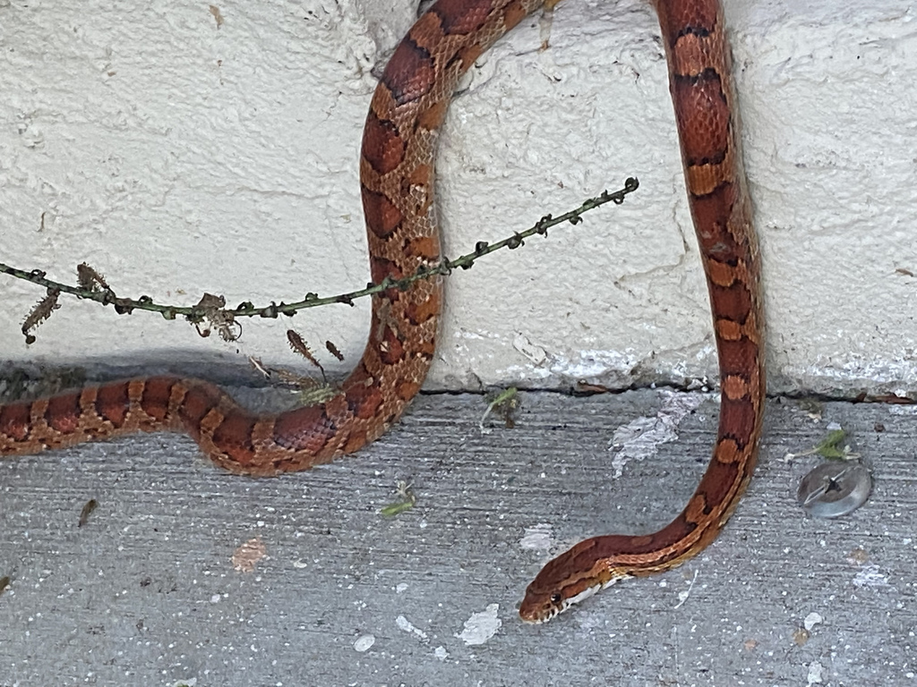 Corn Snake from SE Flamingo Way, Hobe Sound, FL, US on May 04, 2021 at ...