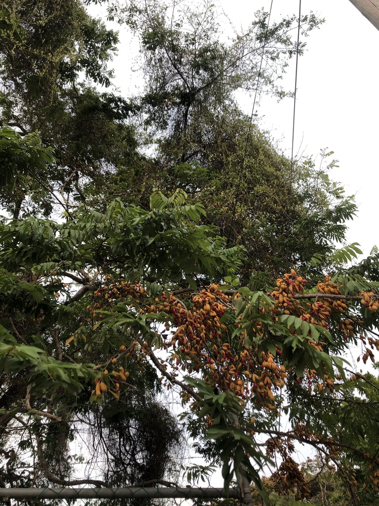 Swartzia cubensis from Avenida 1, Bacalar, QROO, MX on May 4, 2021 at ...