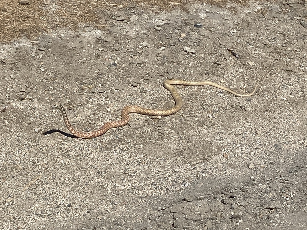 Red Coachwhip from Rosamond, CA, US on May 4, 2021 at 10:25 AM by ...