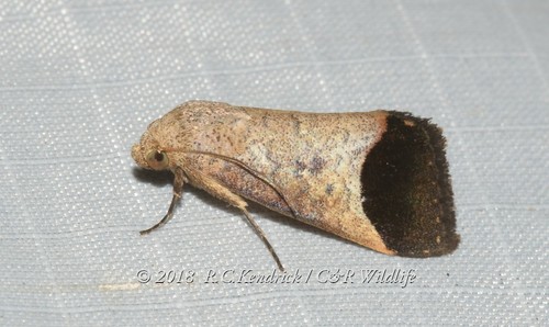 Bocula divergens · iNaturalist