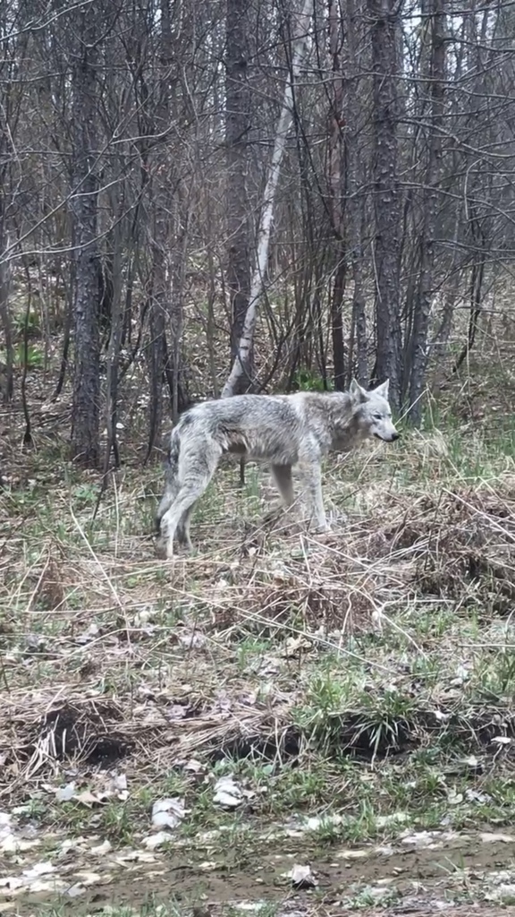 Gray Wolf in May 2021 by Amanda Stear · iNaturalist