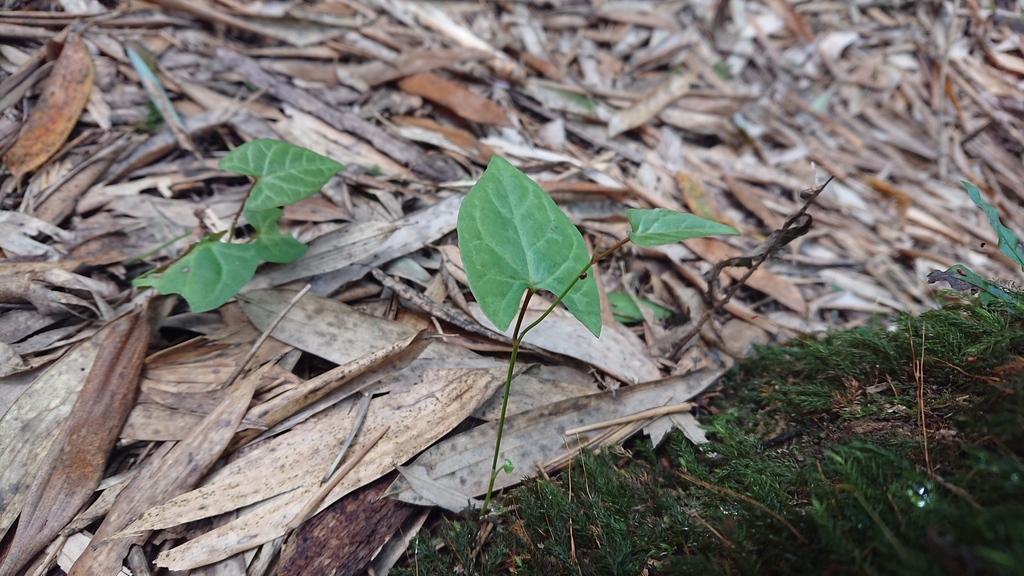 tuber fleeceflower from 台灣嘉義縣 on May 1, 2021 at 10:13 AM by 周明煌 ...