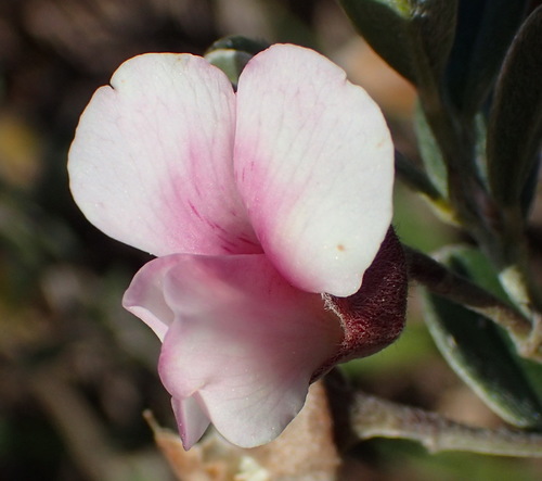 Podalyria cuneifolia · iNaturalist